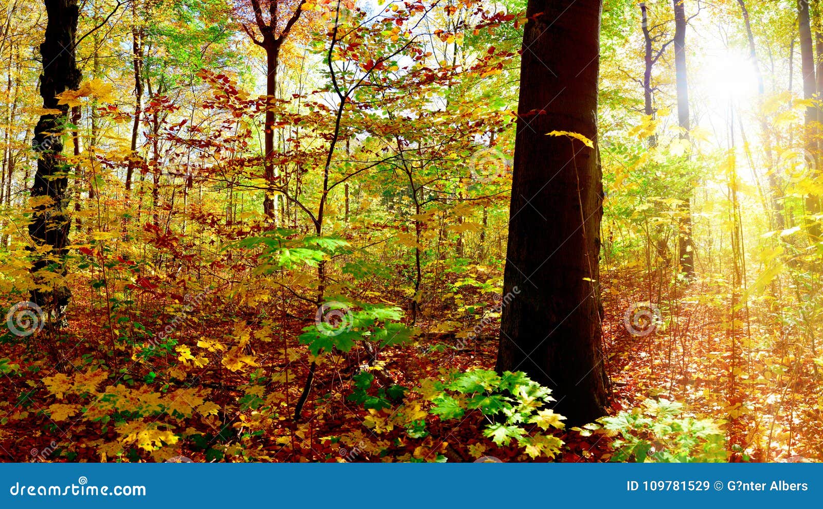 Sunlight through Forest Trees Stock Image - Image of closeup, bushes ...