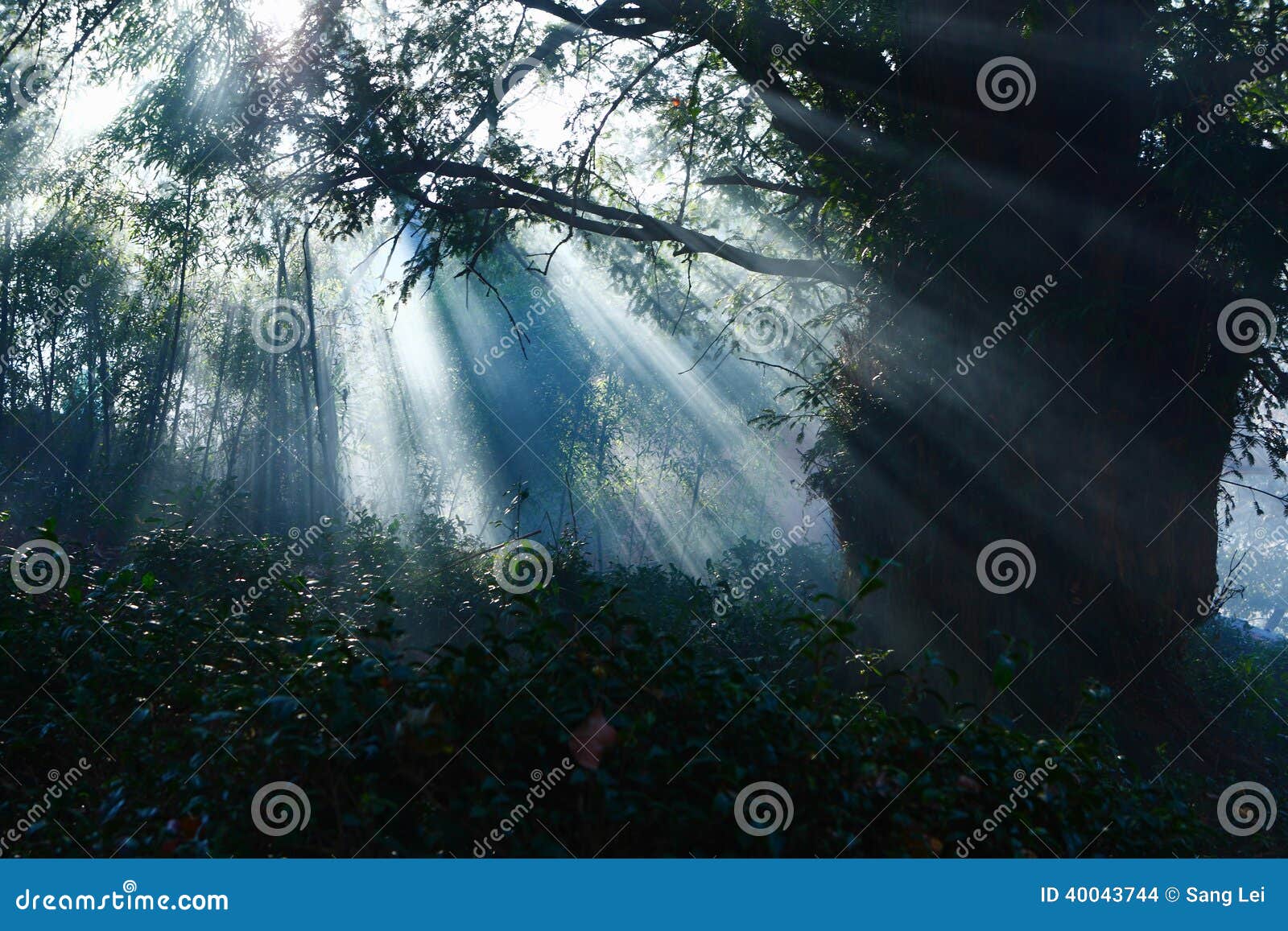 Sunlight in forests stock photo. Image of forests, leaves - 40043744