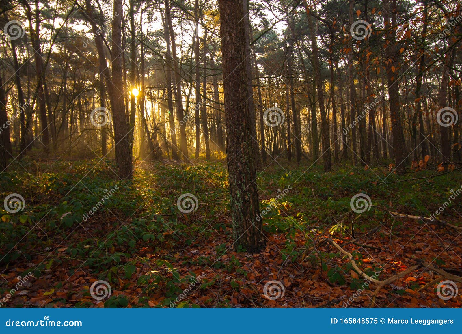 Sunlight through the Forrest Light in Mist Stock Image - Image of ...