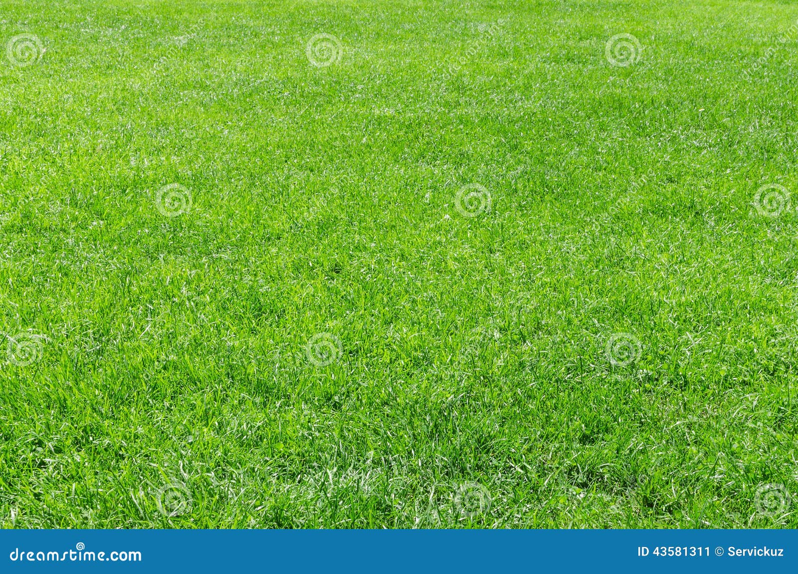 Sunlight Fresh Natural Grass Background Stock Image - Image of area ...