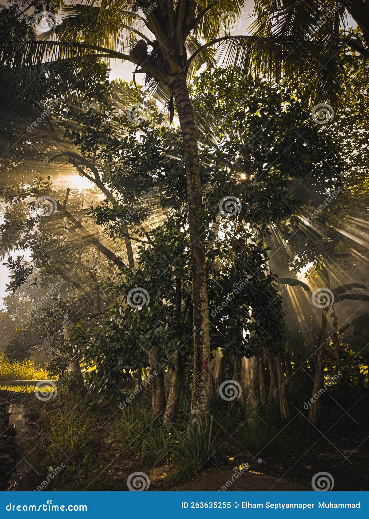 Sunlight through the Gaps of the Trees in the Beauty Morning Stock ...