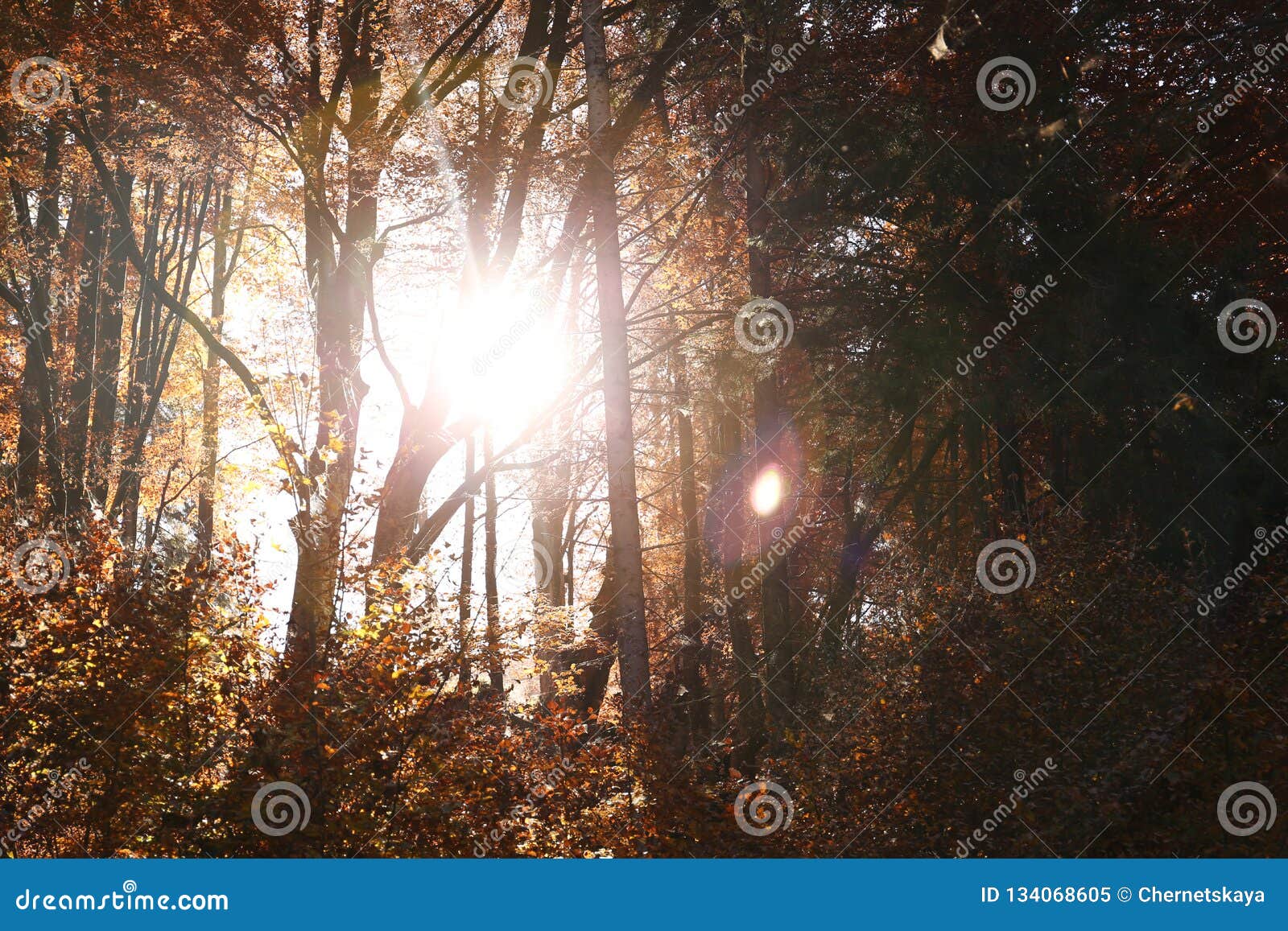 Sunlight Getting through Trees in Forest Stock Image - Image of october ...