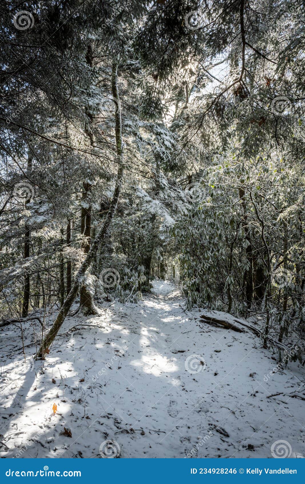 Sunlight Glistens through Snow Topped Trees Stock Photo - Image of ...