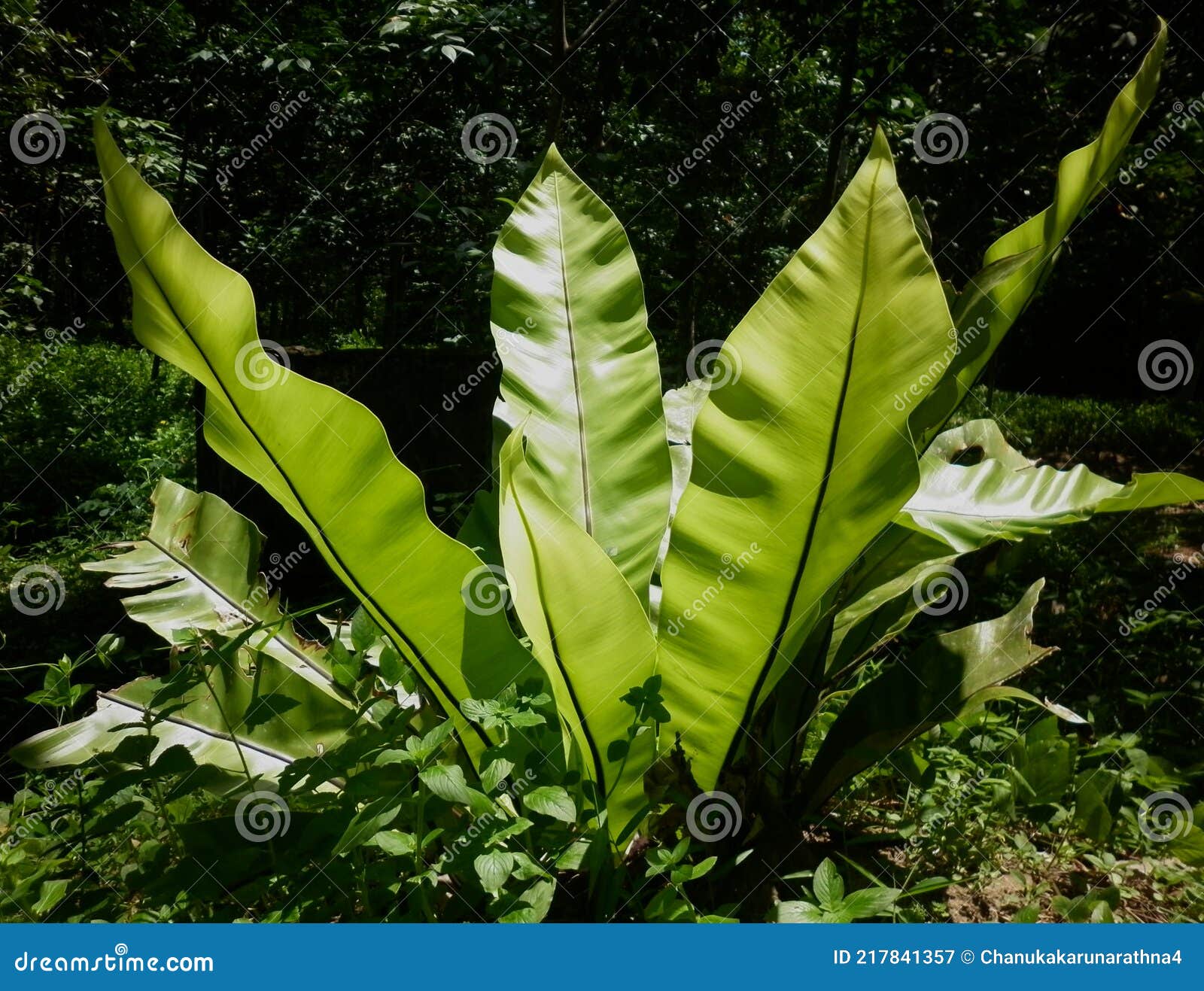 Sunlight Go through from Large Leaves of a Large Bracken Frond Bush ...