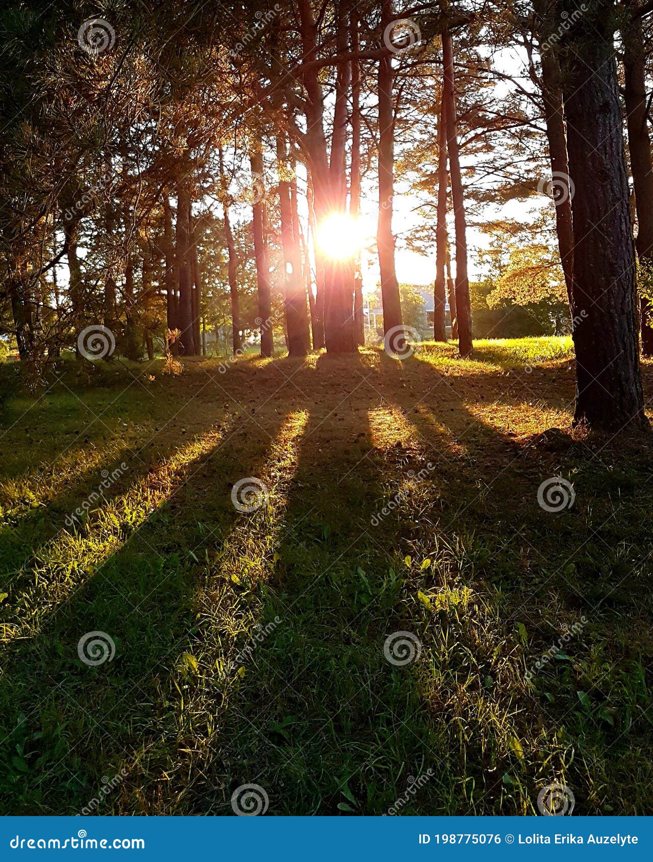 Sunlight Good Morning Sun Nature Morning in the Forest Stock Photo ...