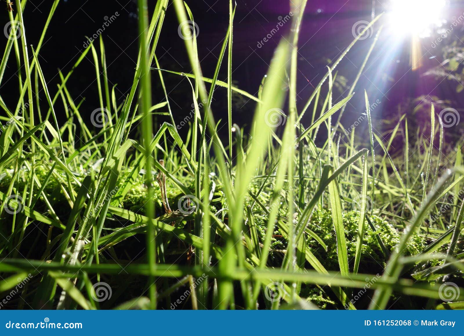 Sunlight on Grass stock photo. Image of floor, grass - 161252068