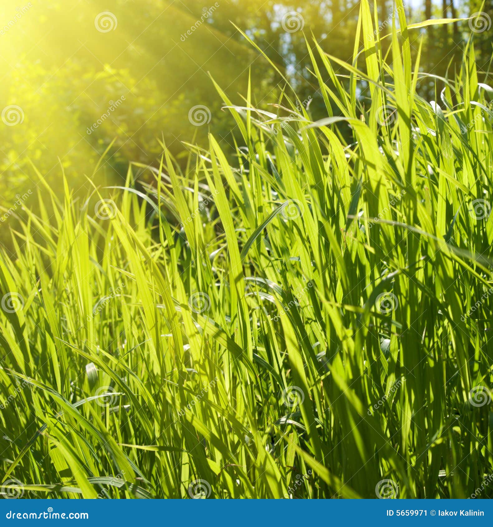 Sunlight and grass stock image. Image of vegetation, clear - 5659971