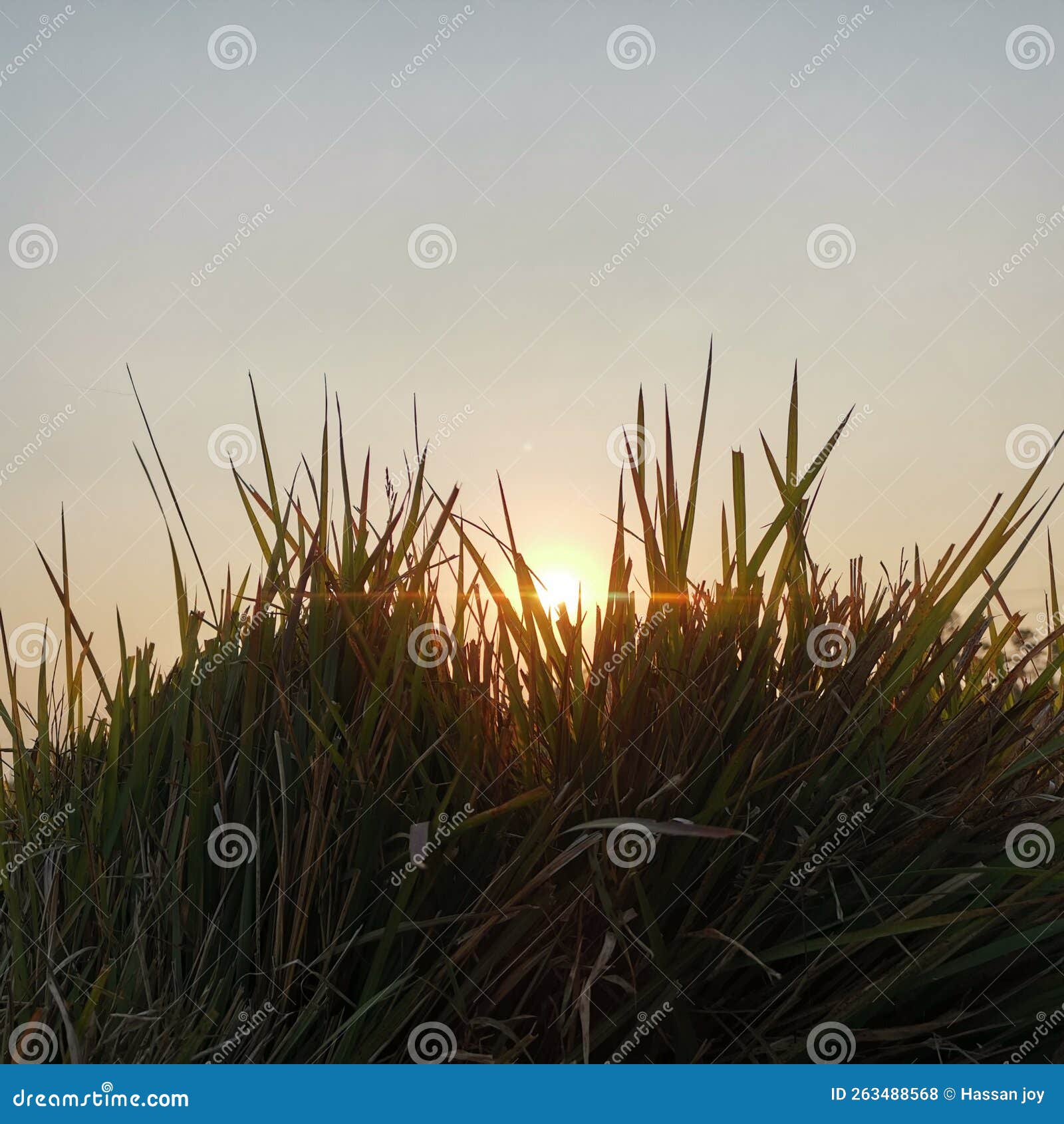 Sunlight in the grass stock photo. Image of agriculture - 263488568