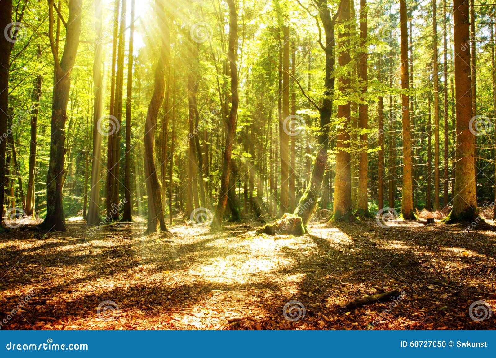 Sunlight in the Green Forest. Stock Photo - Image of fall, morning ...
