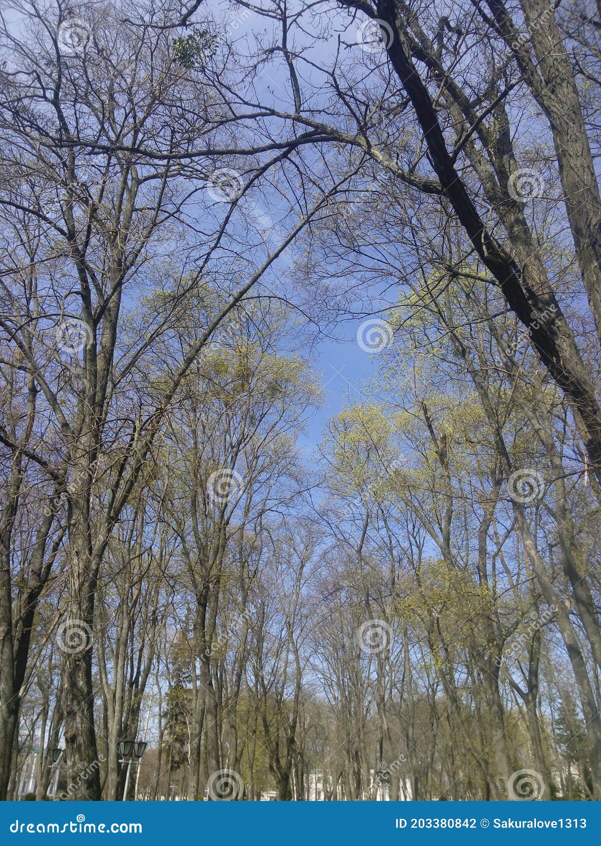 Sunlight in the Green Forest, Spring Time Stock Photo - Image of scene ...