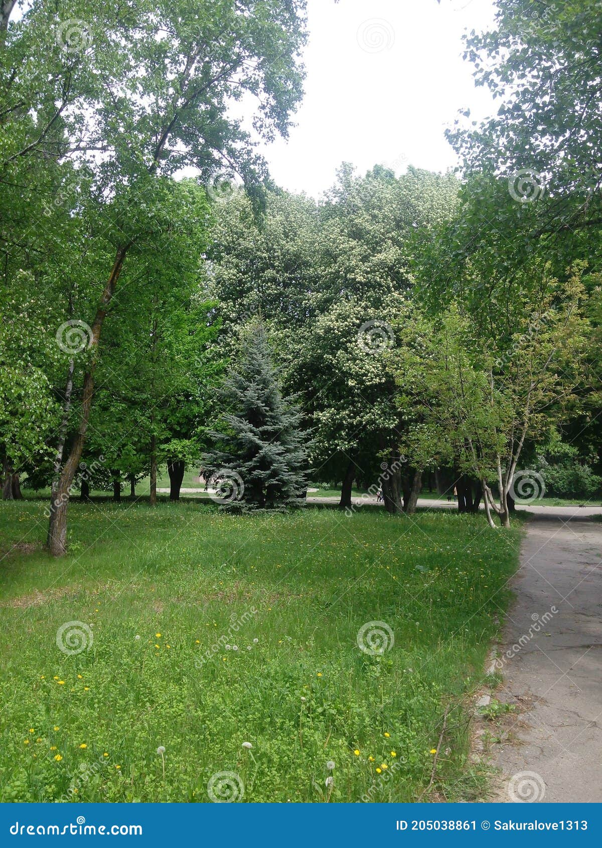 Sunlight in the Green Forest, Spring Time Stock Image - Image of blue ...