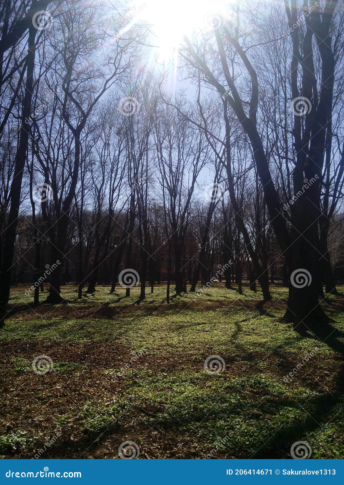 Sunlight in the Green Forest, Spring Time Stock Image - Image of blue ...