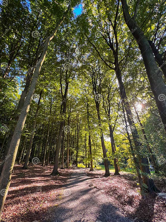 Sunlight in the Green Forest, Spring Time. Stock Photo - Image of ...
