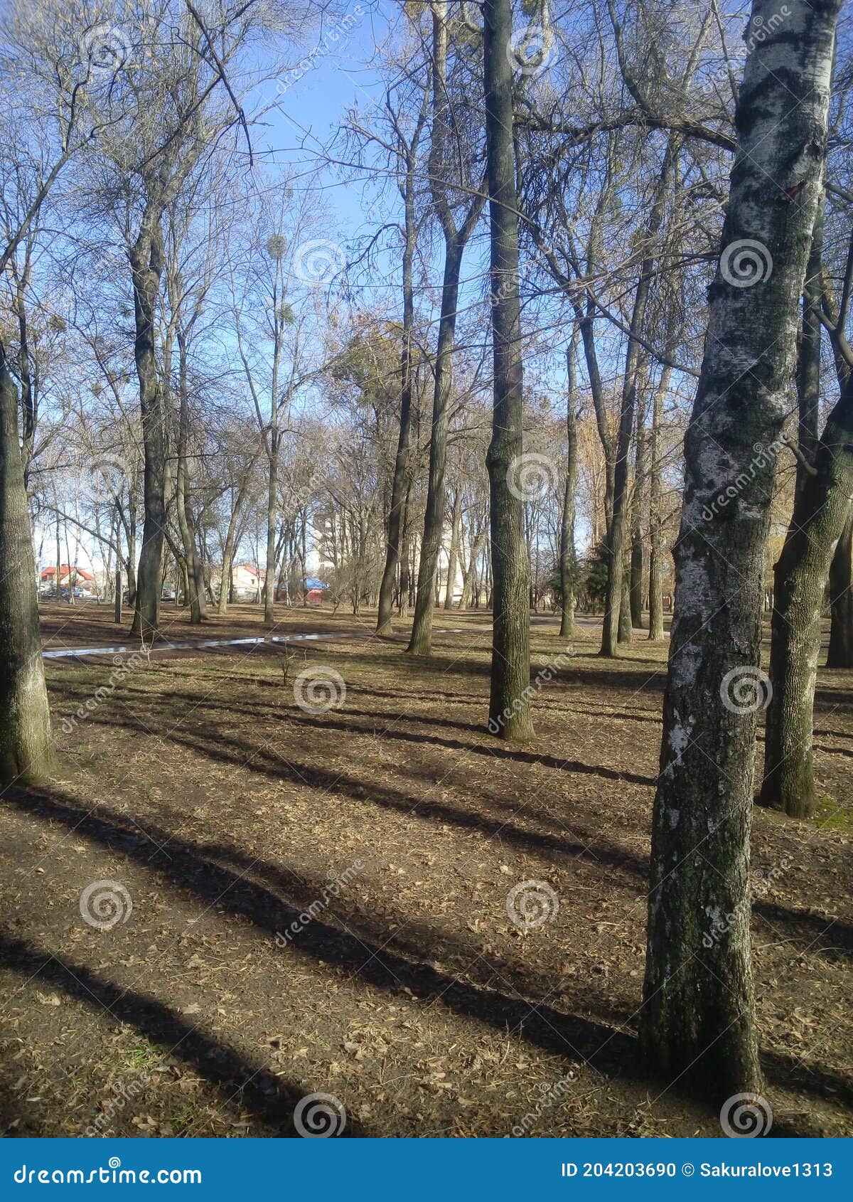 Sunlight in the Green Forest, Spring Time Stock Photo - Image of lush ...