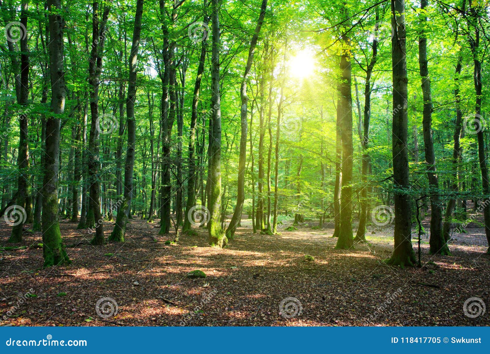 Summer Forest with Sun Light. Stock Image - Image of background, dawn ...