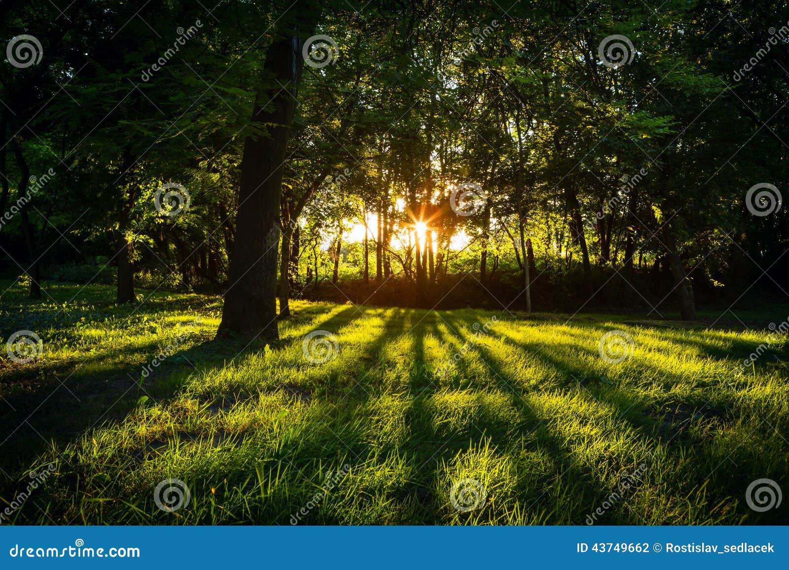 Sunlight Green Forest in Summer Time Stock Photo - Image of morning ...