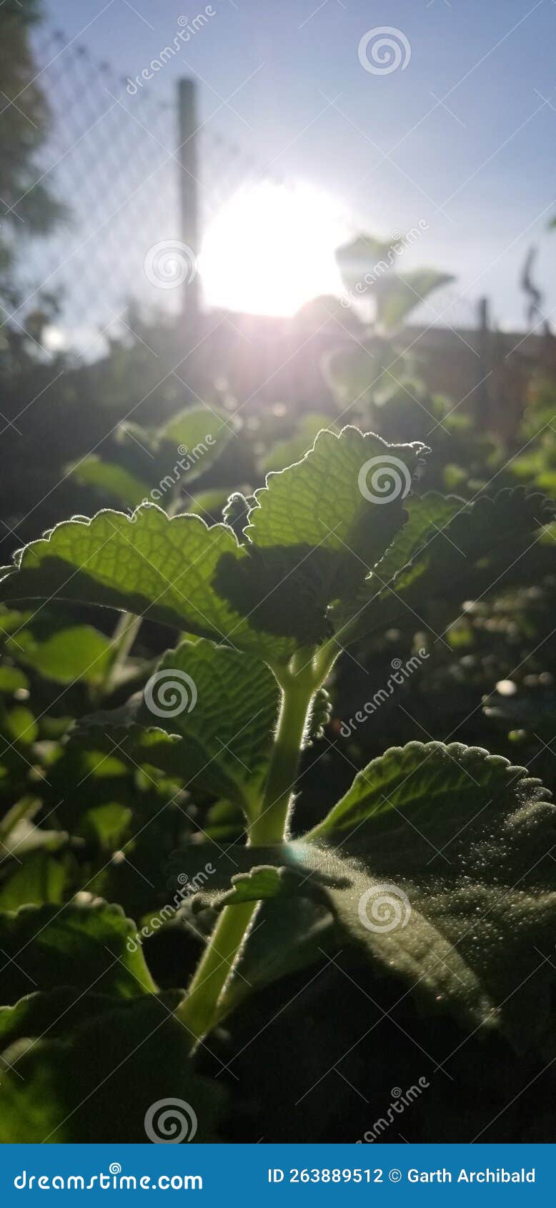 Sunlight on Green Leaves stock photo. Image of thyme - 263889512