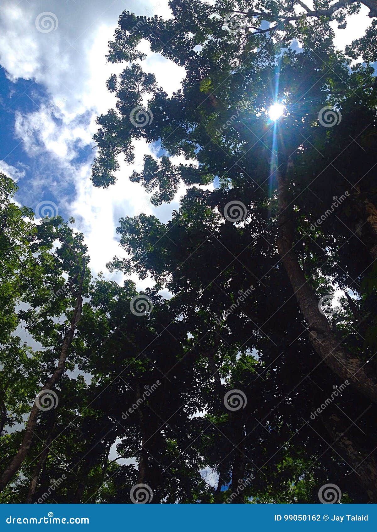 Sunlight stock photo. Image of sunlight, green, nature - 99050162