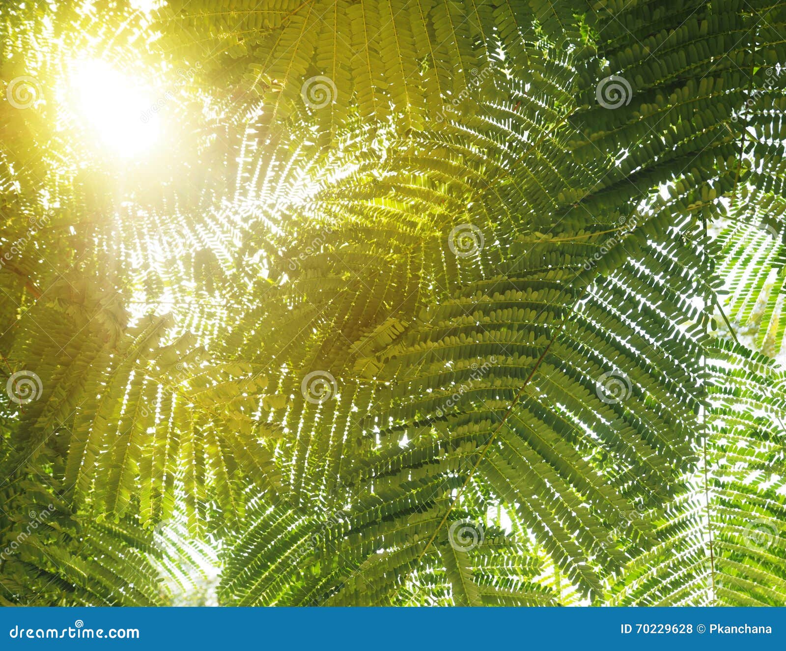 Sunlight and green leaves stock photo. Image of morning - 70229628