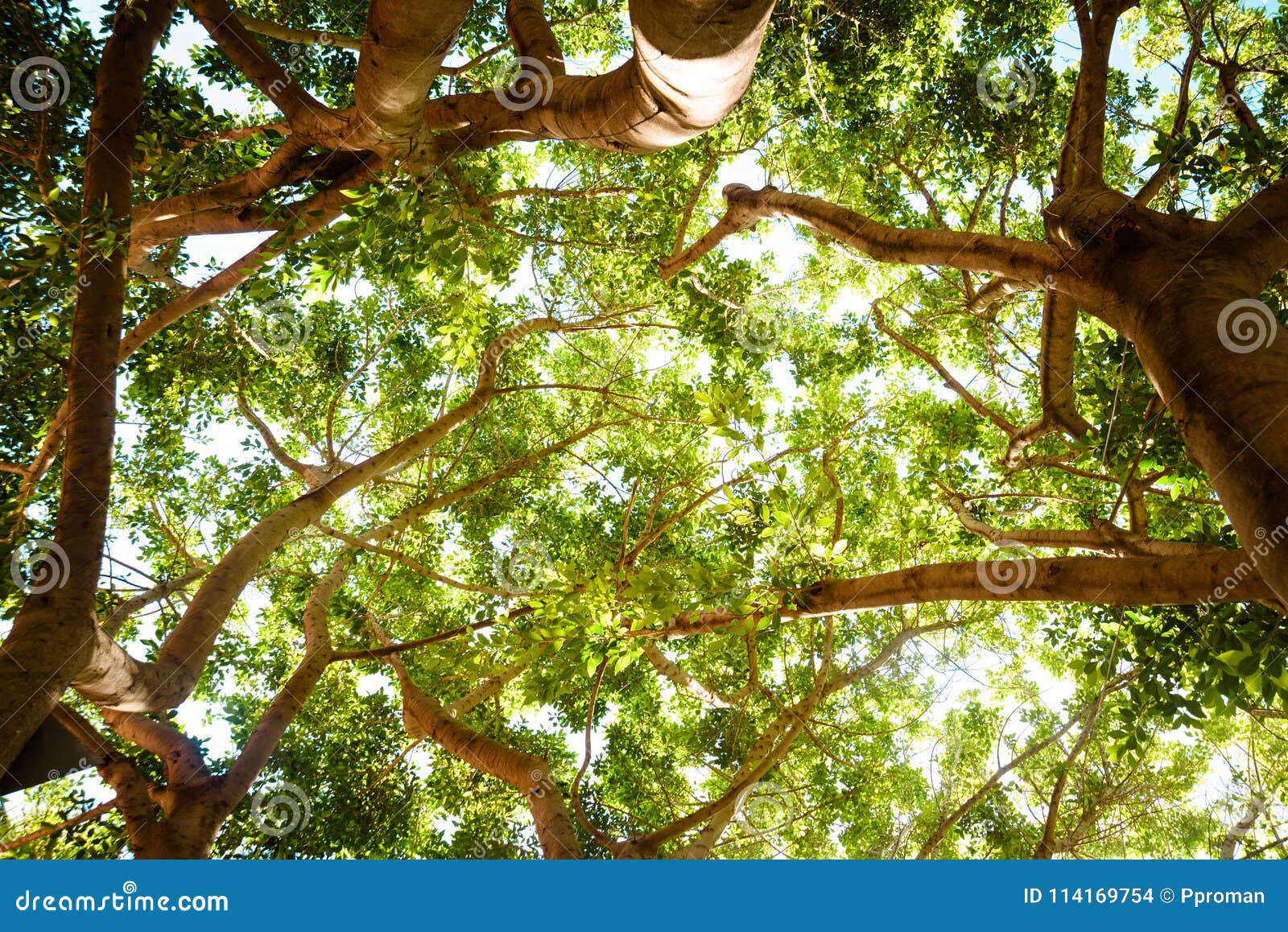 Sunlight through Green Tree Crown Stock Photo - Image of growing, fresh ...