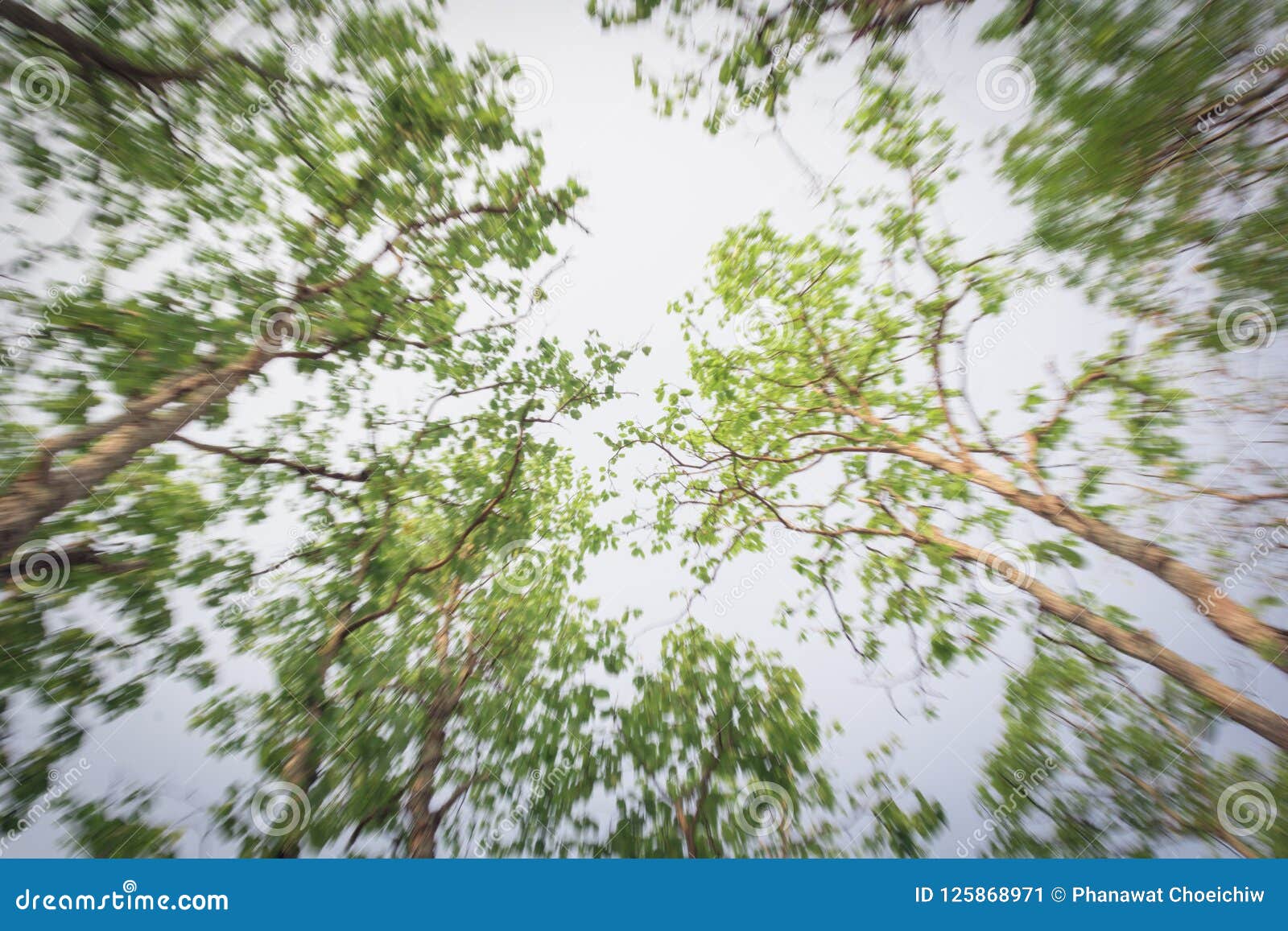 Sunlight through Green Tree Crown - Low Angle View. Stock Image - Image ...