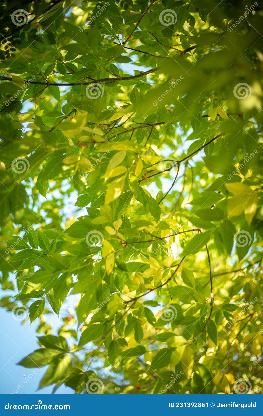 Sunlight through Green Tree Leaves Texture Stock Image - Image of angle ...