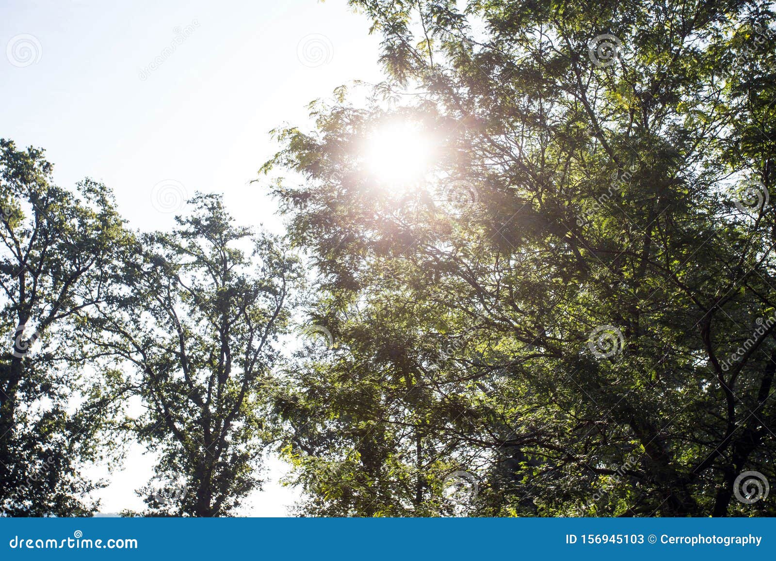 Sunlight through Green Tree, Treetops in the Forest, Beautiful ...