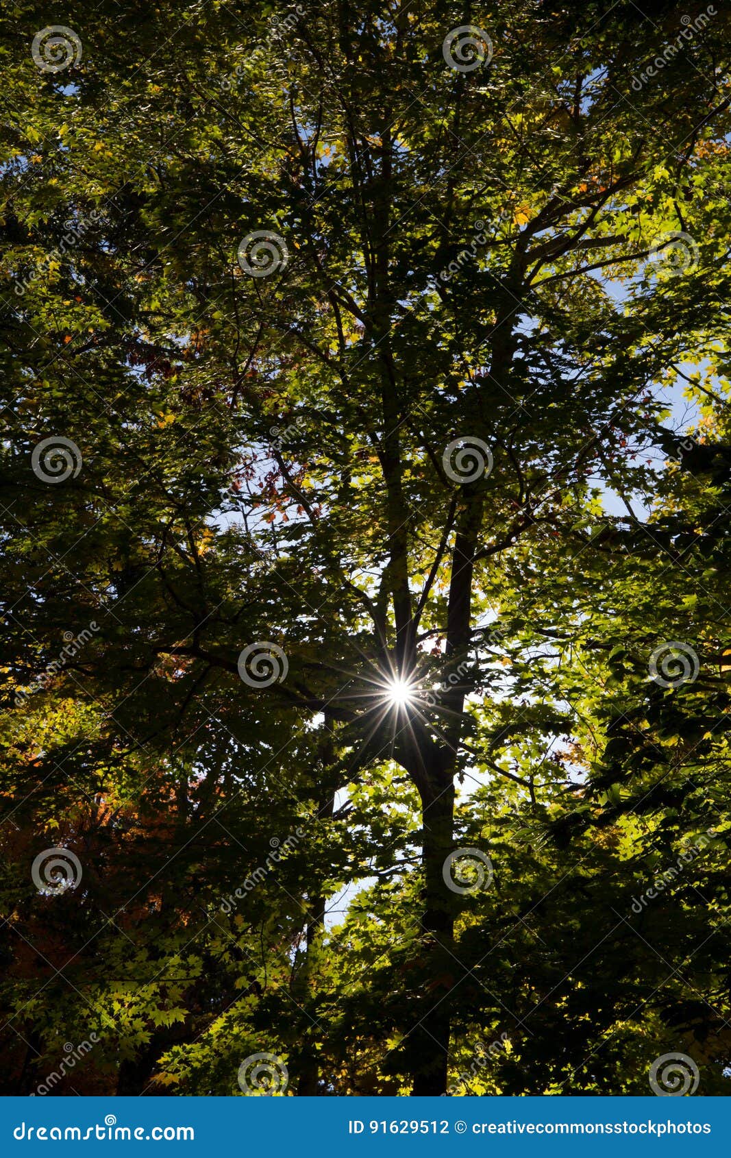 Sunlight Through Green Trees Picture. Image: 91629512