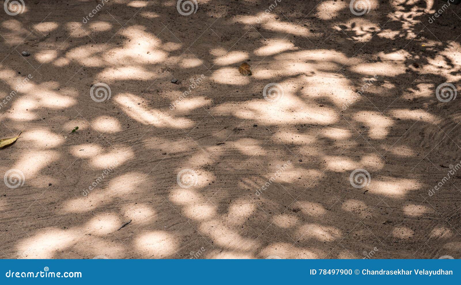 Sunlight on the Ground Filtered through Trees Stock Photo - Image of ...