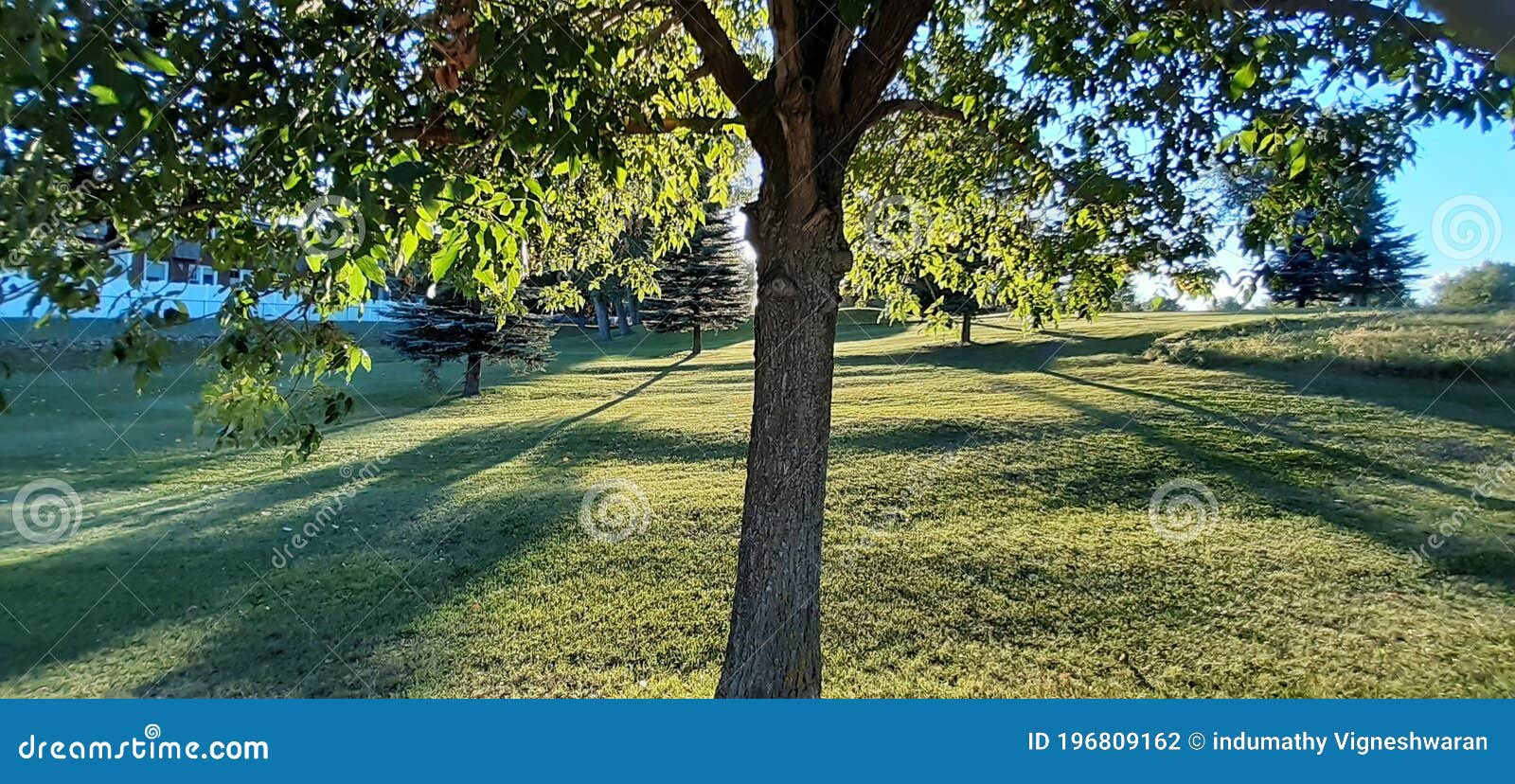 Sunlight hidden on tree stock photo. Image of tree, green - 196809162