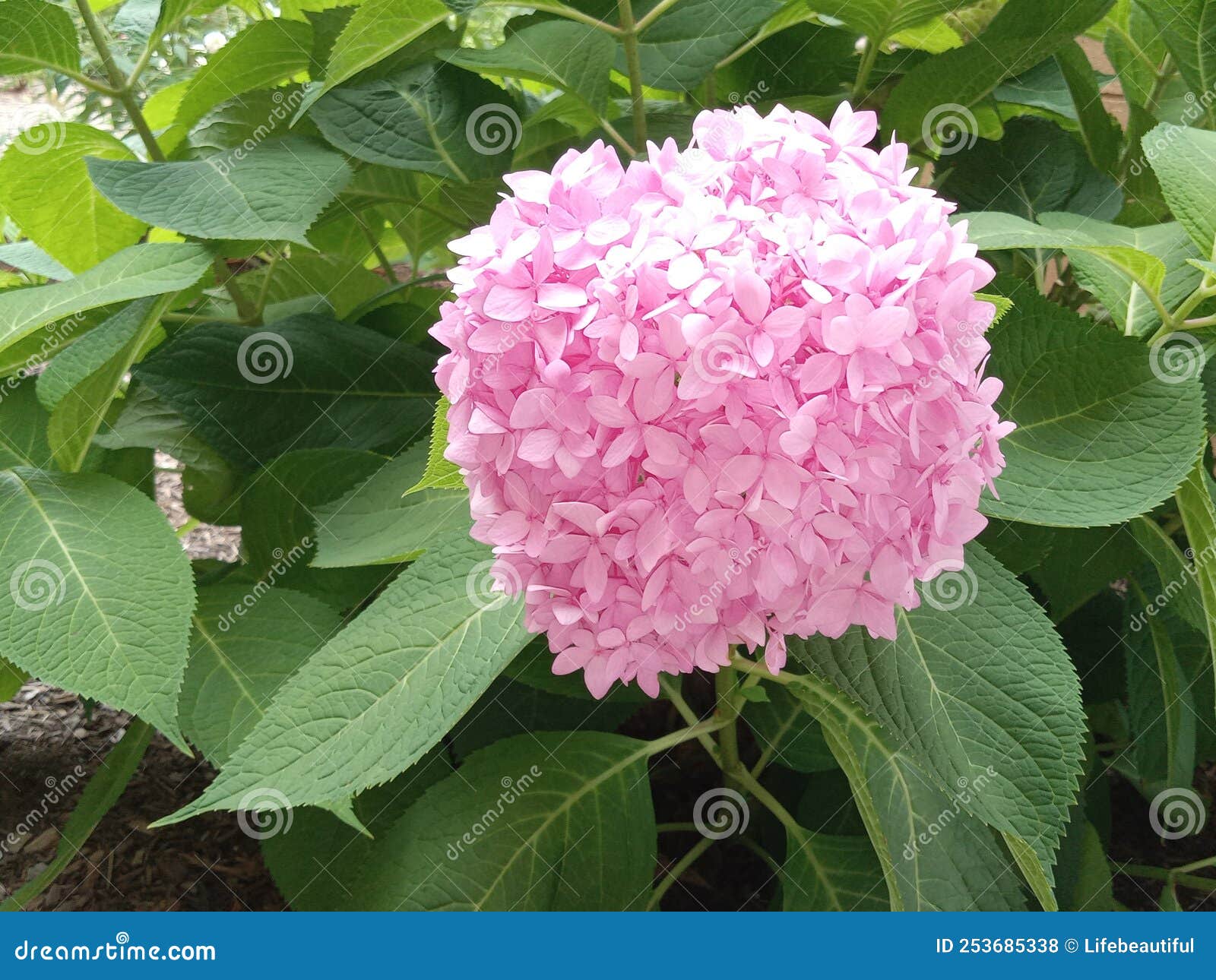 Soft pink hydrangea stock photo. Image of flower, garden - 253685338