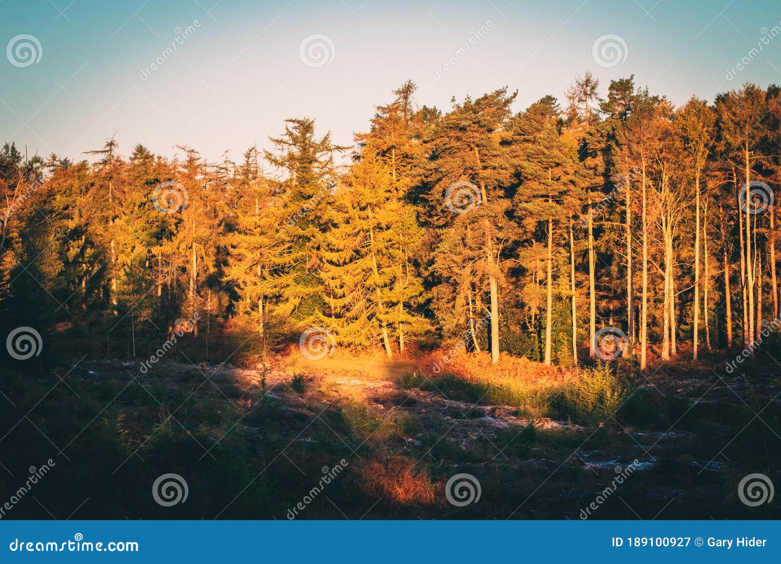 Sunlight Hitting Pine Trees in a Forest Stock Image - Image of mountain ...