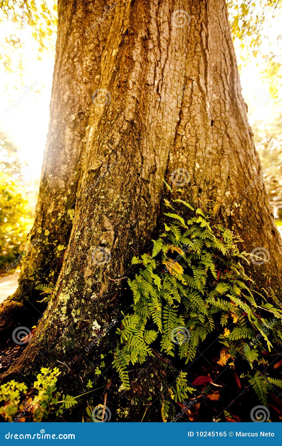 Sunlight hitting a tree stock image. Image of tree, moss - 10245165