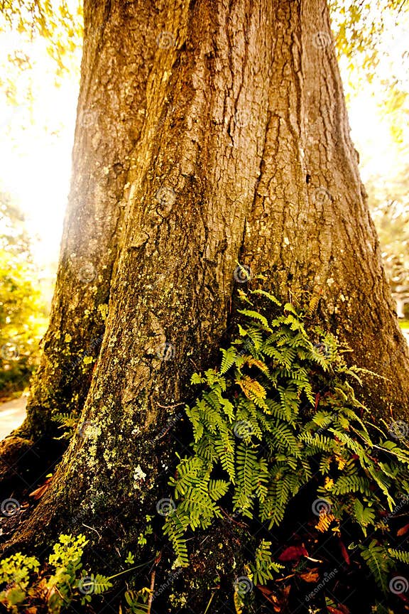 Sunlight hitting a tree stock image. Image of tree, moss - 10245165