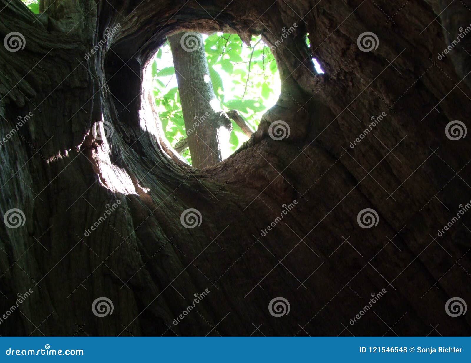 Hole in a Old Trunk Wood with Sunlight Stock Photo - Image of sunlight ...