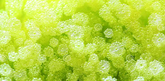 Sunlight Illuminates Dew Drops on Plant Cells in a Close-up ...