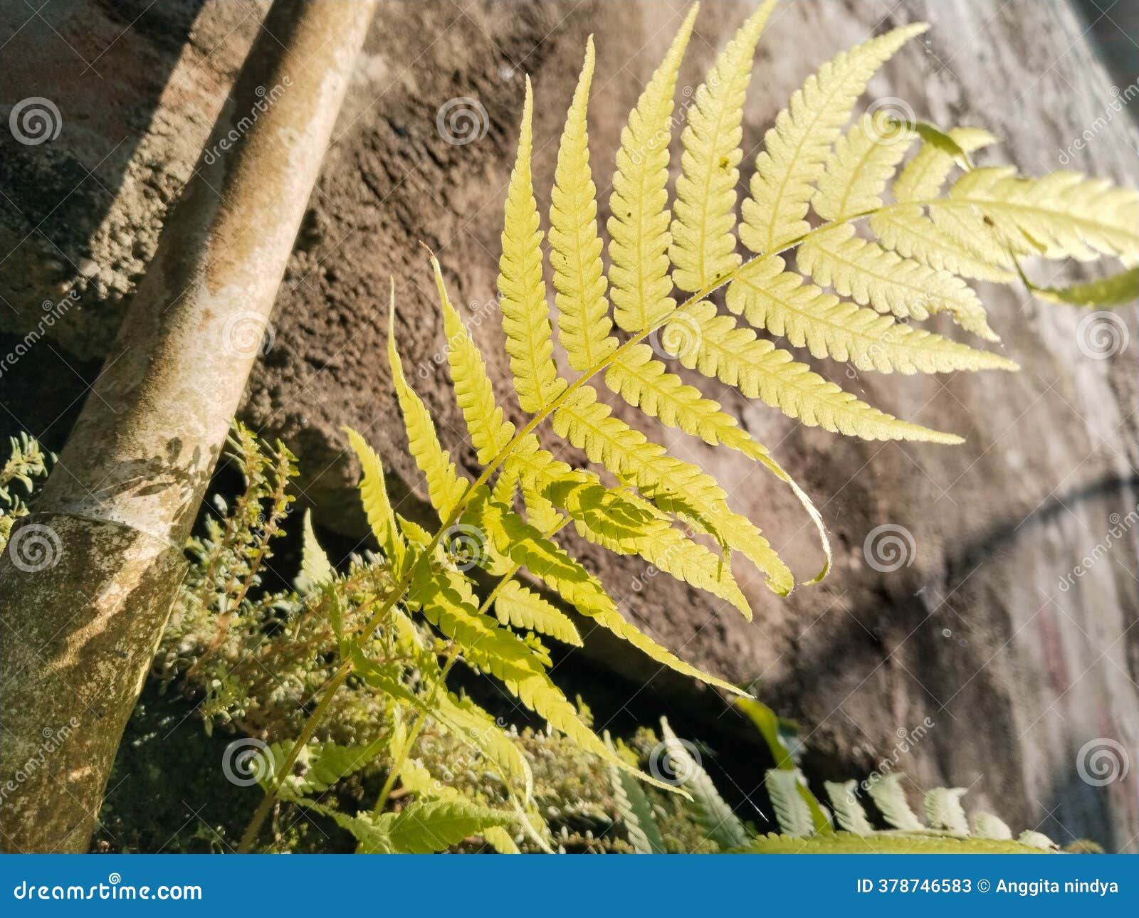 Sunlight Is Illuminating The Terada Plant. It Looks Like A Black And ...