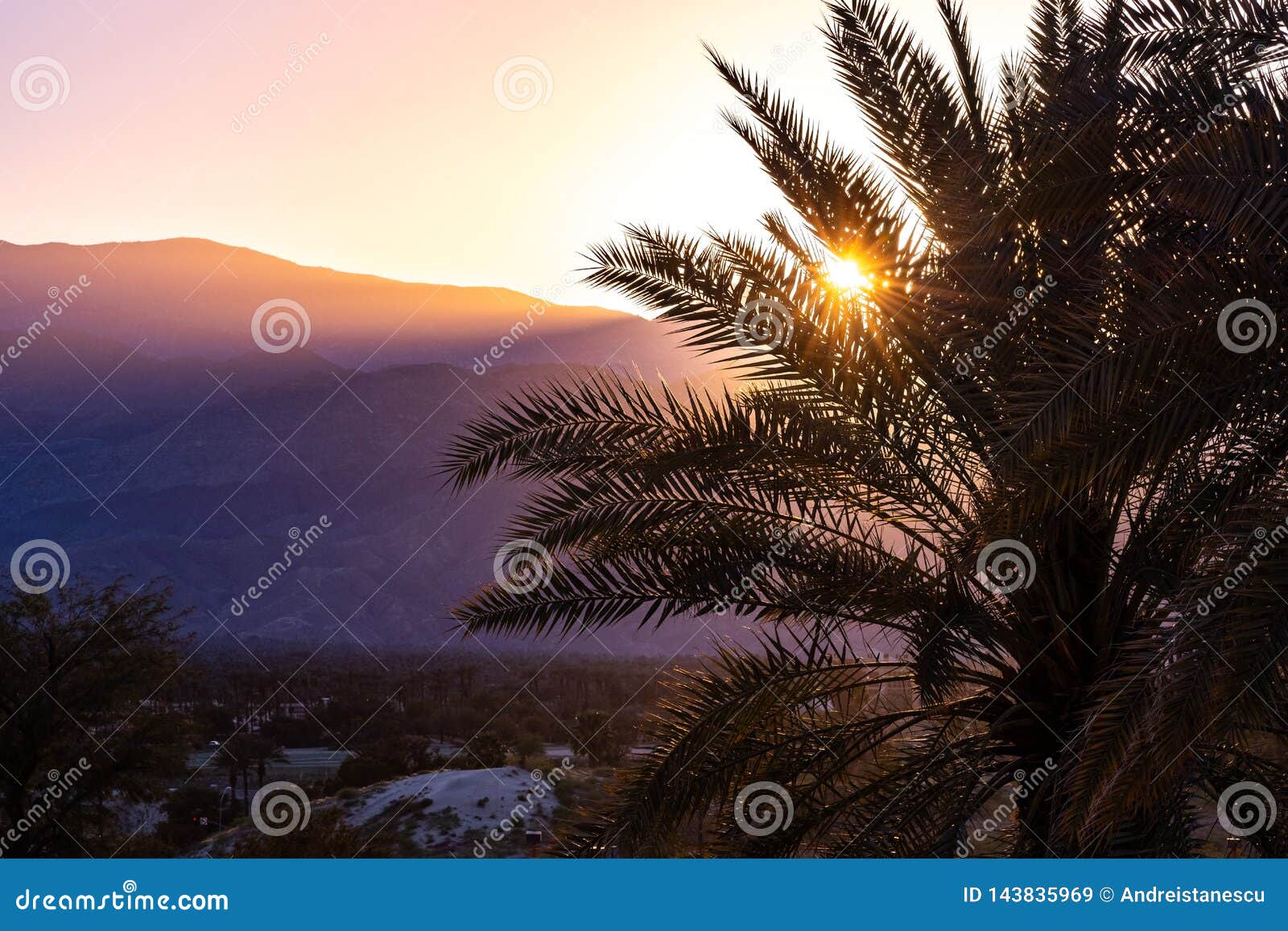 Sunlight Illuminating a Palm Tree at Sunset, Palm Springs, California ...