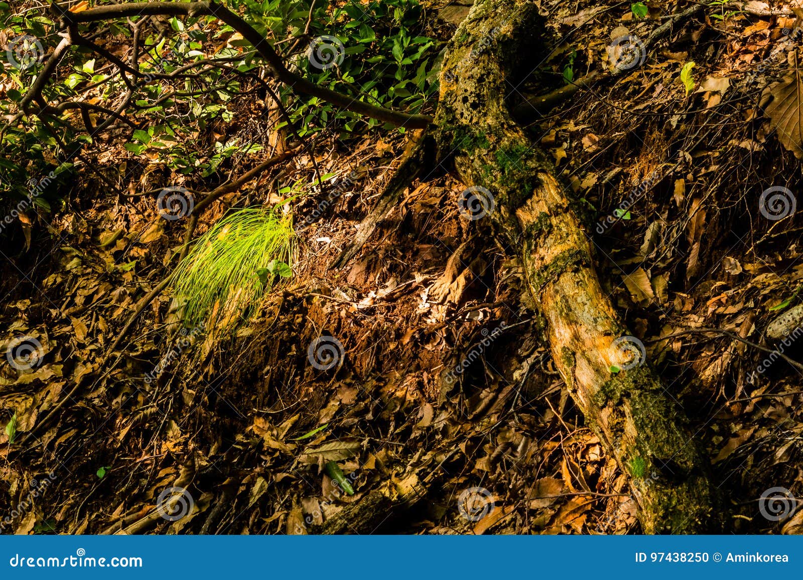 Sunlight Is Illuminating The Terada Plant. It Looks Like A Black And ...