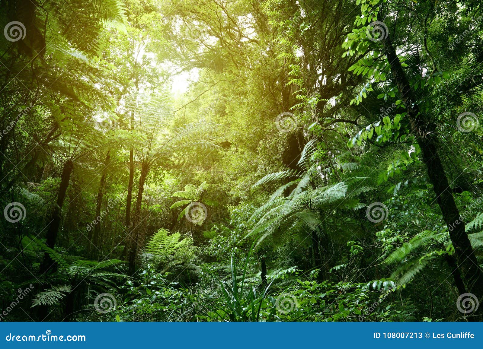 Sunlight in jungle canopy stock image. Image of climate - 108007213
