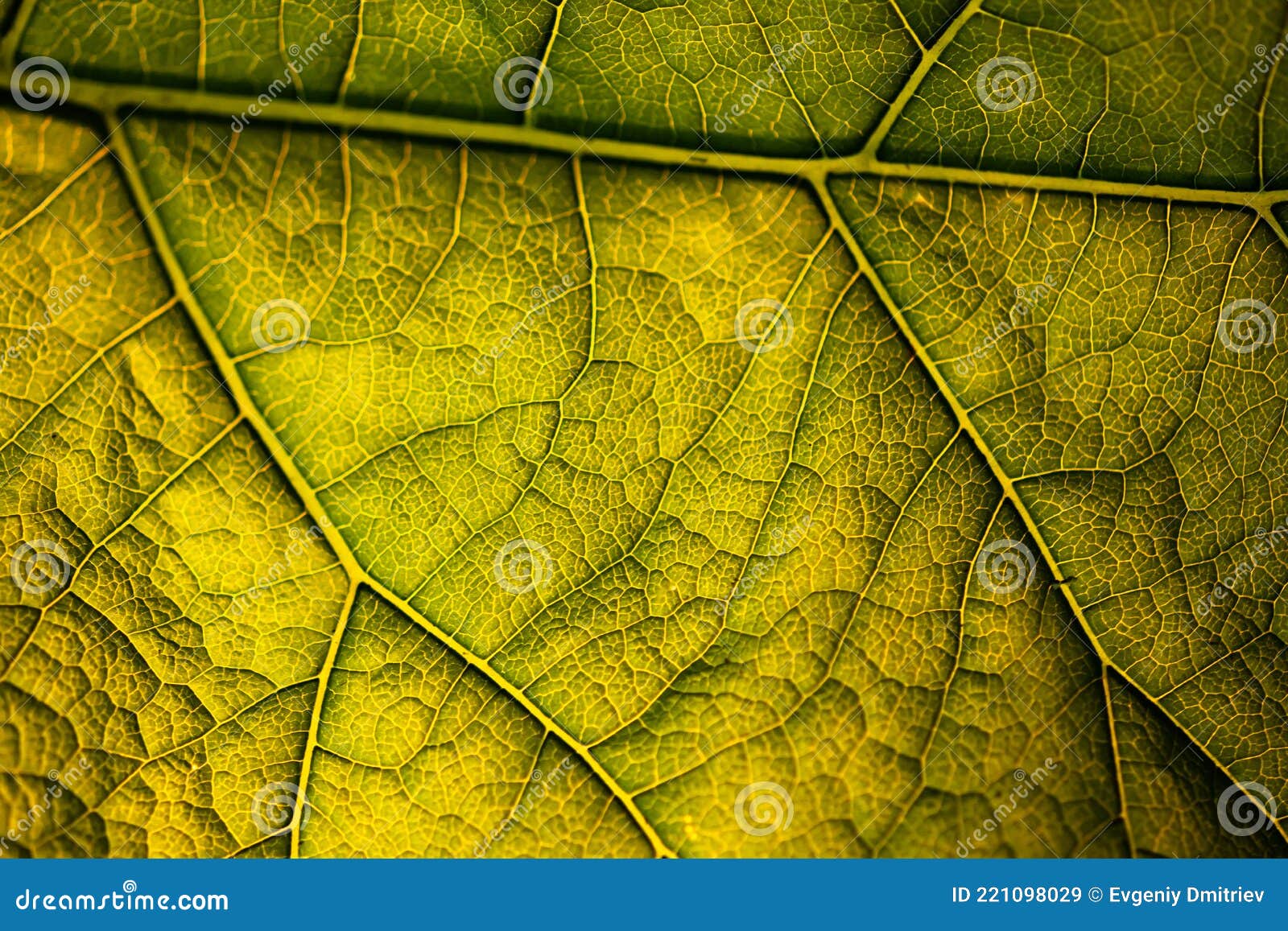 Sunlight through a Large Close-up Sheet. Copy Space Stock Image - Image ...