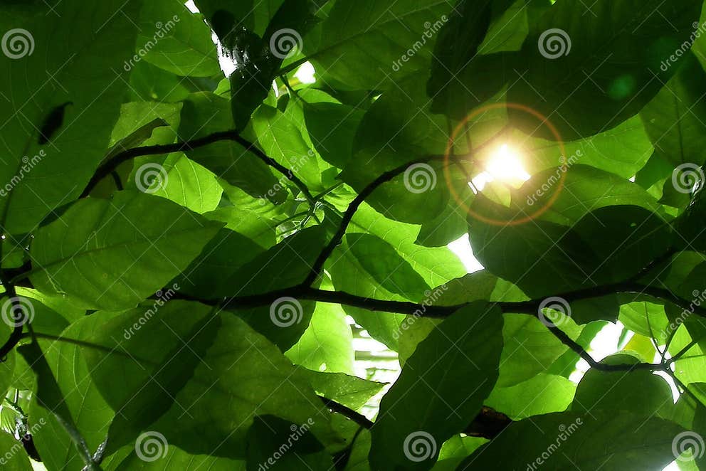 Sunlight through Leaves stock image. Image of garden, nature - 594693