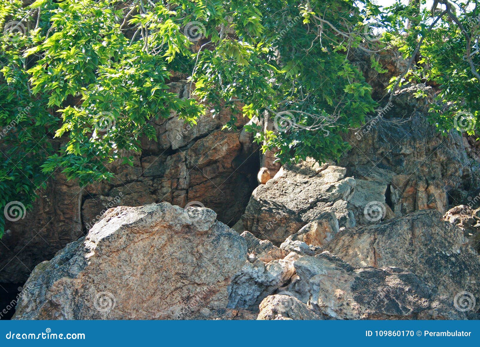 SUNLIGHT on LEAVES OVER RUGGED ROCKS Stock Photo - Image of green ...