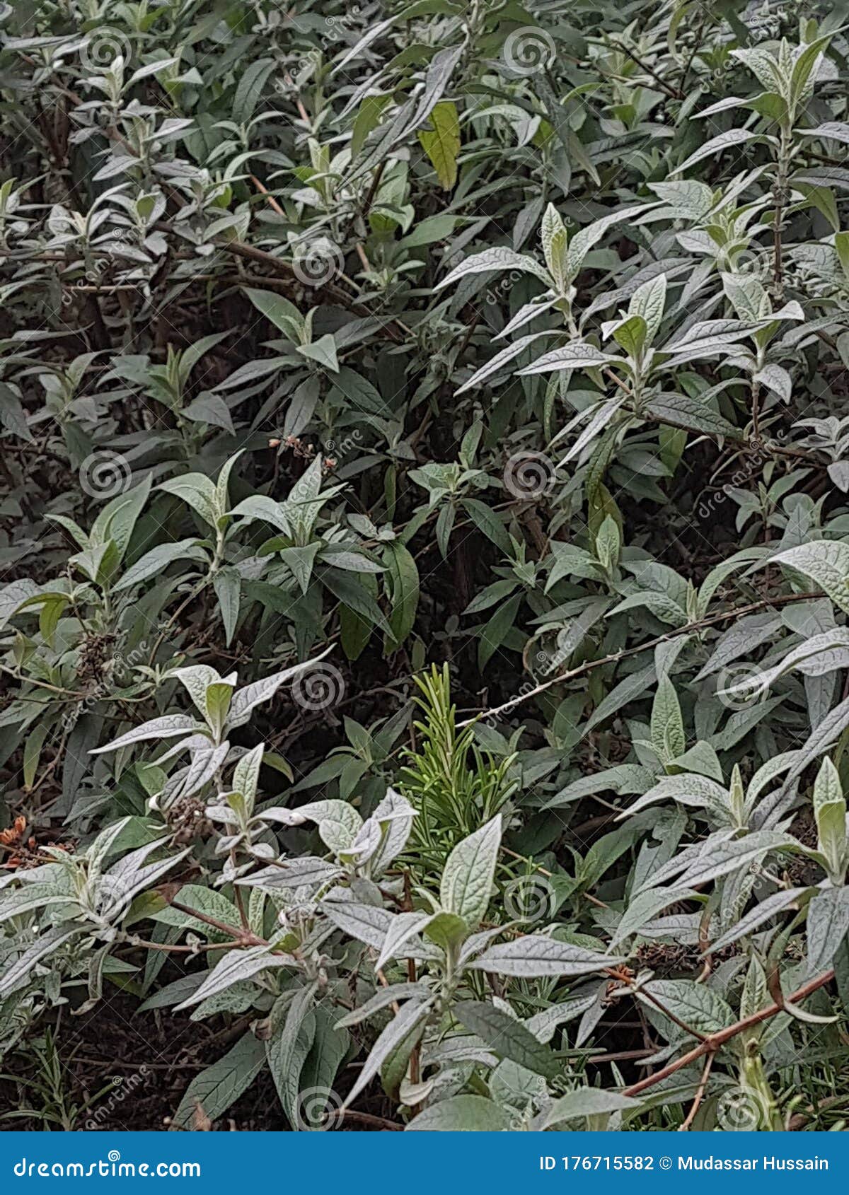 Sunlight Leaves Plant Bush Green Shadow Pathway Stock Photo - Image of ...