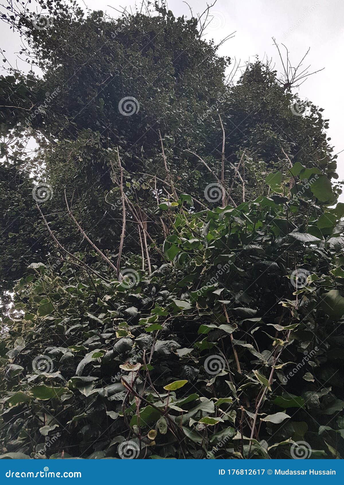 Sunlight Leaves Plant Bush Green Shadow Pathway Stock Image - Image of ...