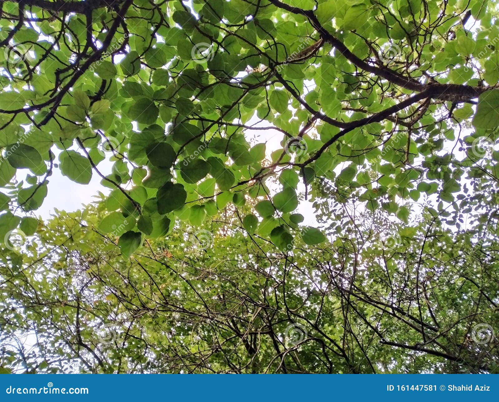 Sunlight through Leaves stock image. Image of nature - 161447581