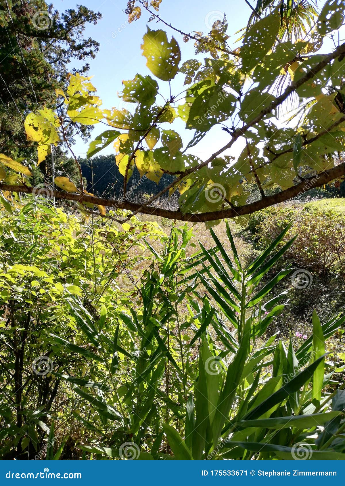 Sunlight on Leaves stock image. Image of leaves, sunlight - 175533671