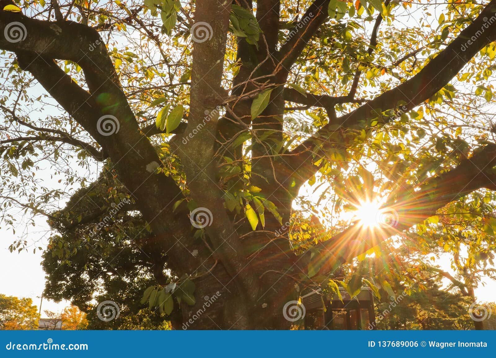 Sunlight between the Leaves of the Tree at Sunset Stock Photo - Image ...