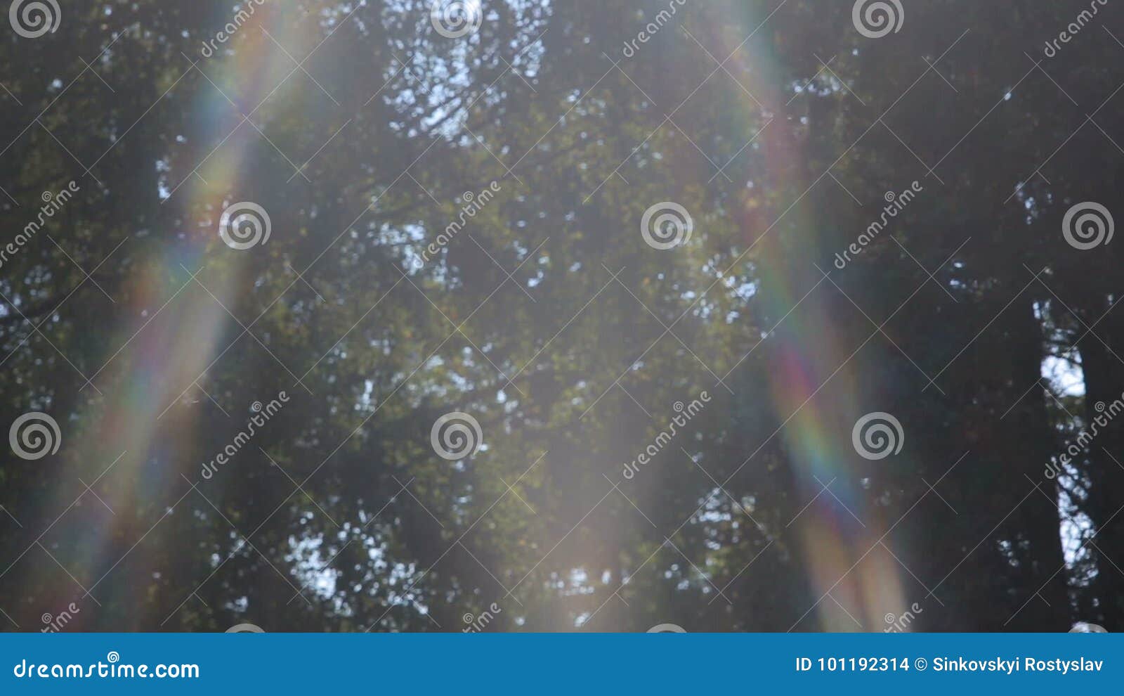 Sunlight and Lens Flare,tree Leaves Stock Footage - Video of daylight ...