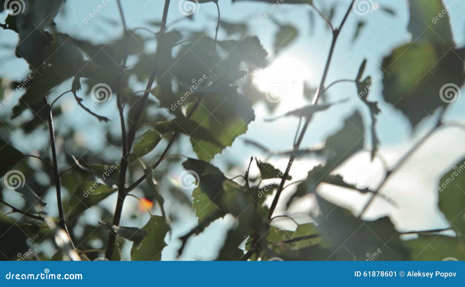 Sunlight and Lens Flare,tree Leaves Stock Video - Video of pattern ...